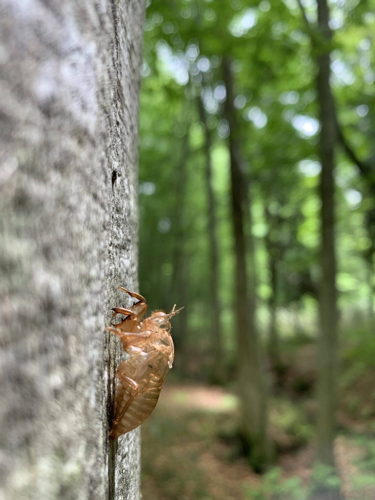No.093 | こだまくらぶ