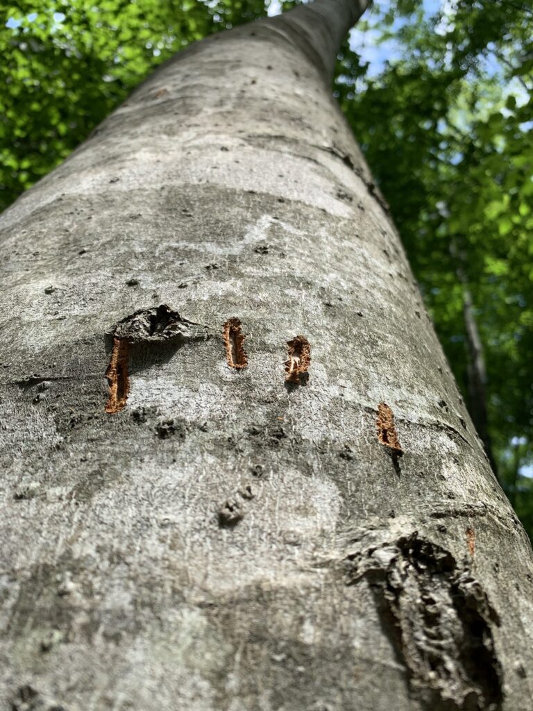 No.094 | こだまくらぶ